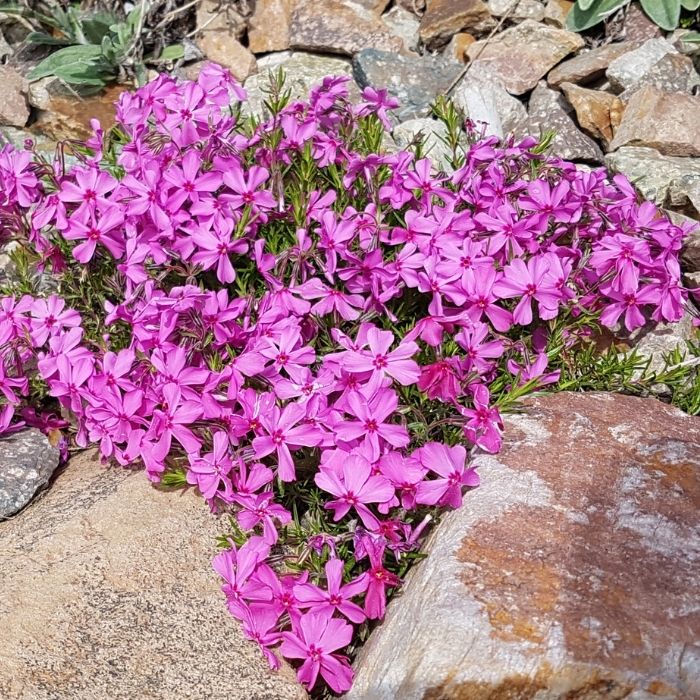 Phlox an amazing flower for colorful pots and gardens | My desired home