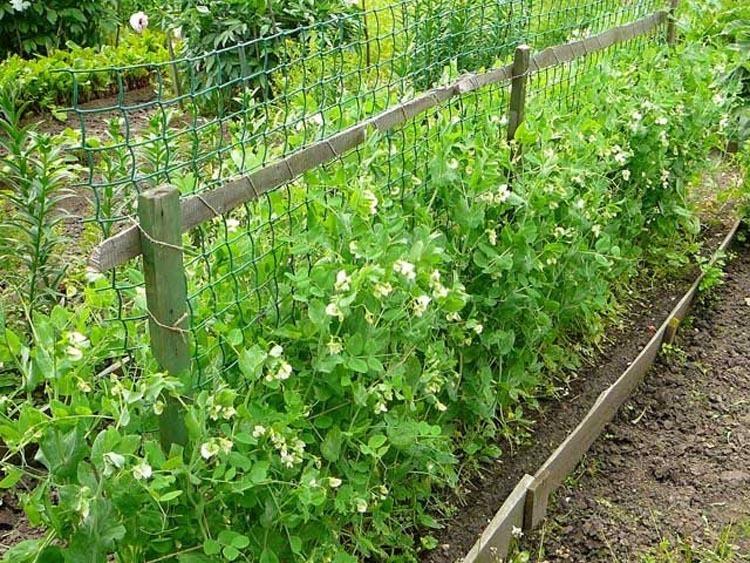 7 Secrets of growing peas in your garden or in a pot | My desired home