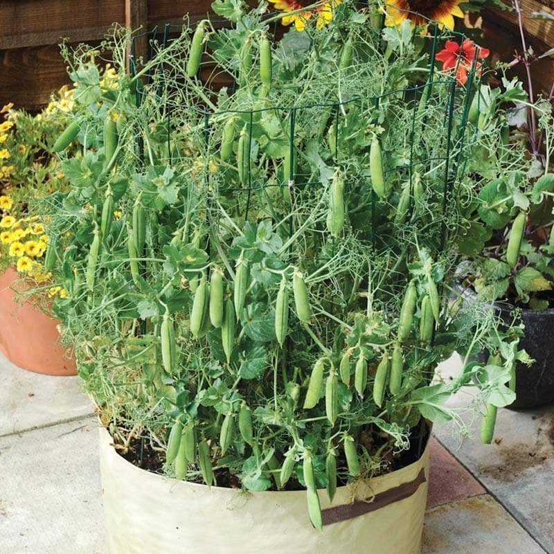 7 Secrets of growing peas in your garden or in a pot | My desired home