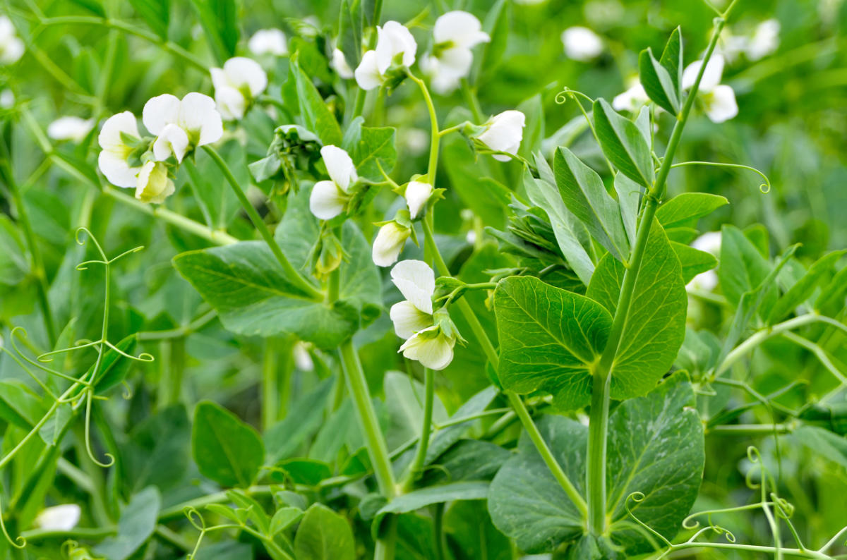 7 Secrets of growing peas in your garden or in a pot | My desired home