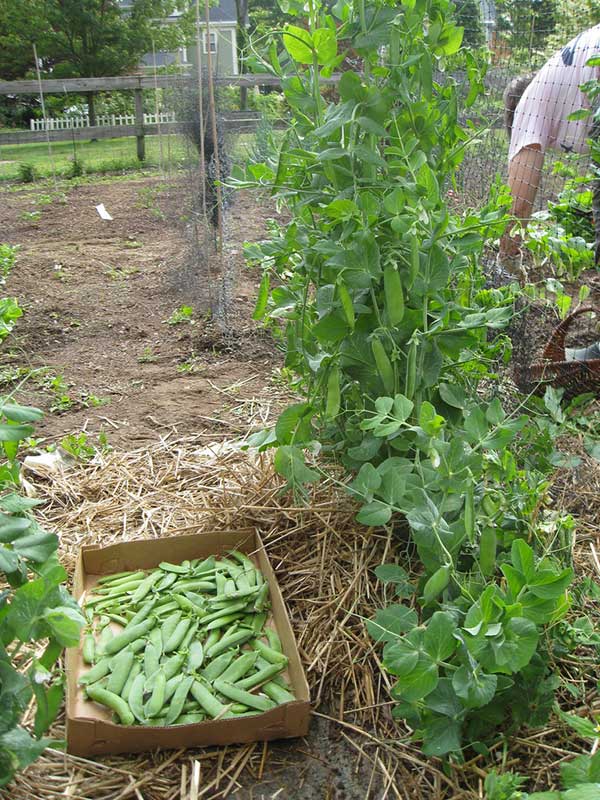 7 Secrets of growing peas in your garden or in a pot | My desired home