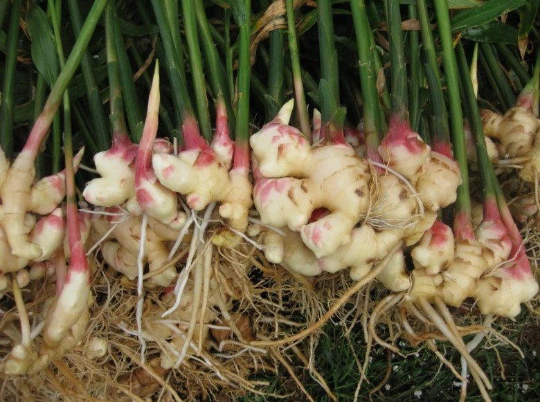 Secrets planting ginger in pot and your garden for endless supplies at ...