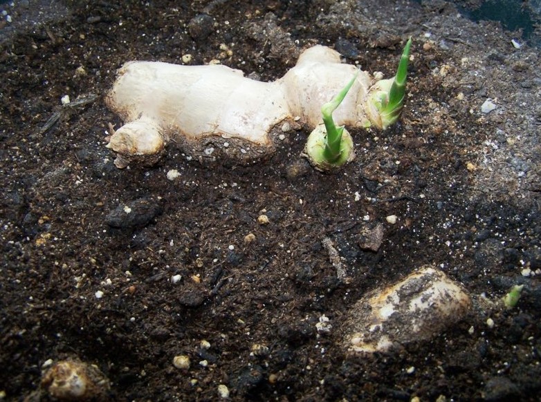 Secrets planting ginger in pot and your garden for endless supplies at ...