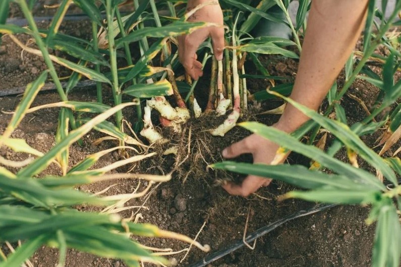 Secrets planting ginger in pot and your garden for endless supplies at ...