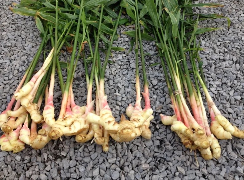 Secrets planting ginger in pot and your garden for endless supplies at ...