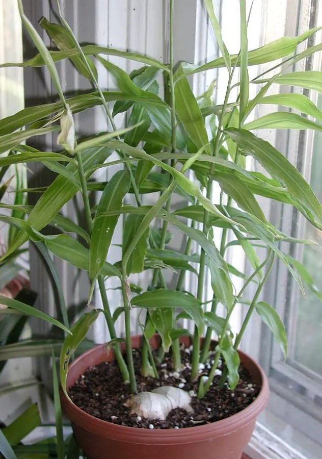 Secrets planting ginger in pot and your garden for endless supplies at ...