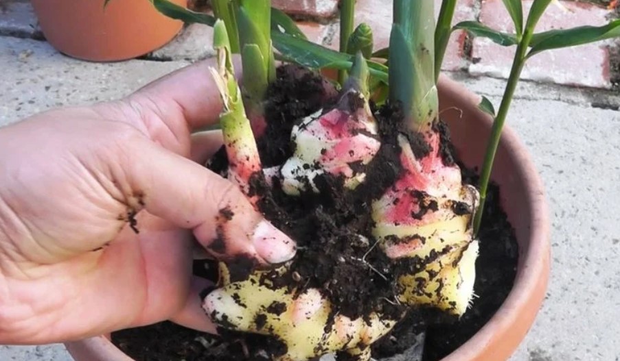 Secrets planting ginger in pot and your garden for endless supplies at ...