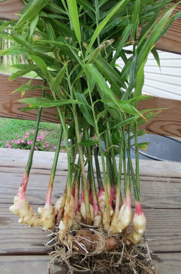 Secrets planting ginger in pot and your garden for endless supplies at ...