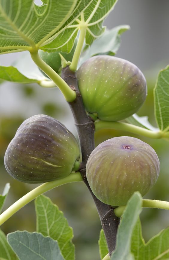 Planting and caring a fig tree in your garden: great idea for a green ...