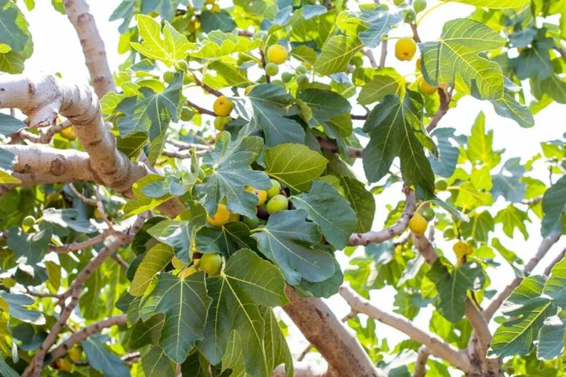 Planting and caring a fig tree in your garden: great idea for a green ...
