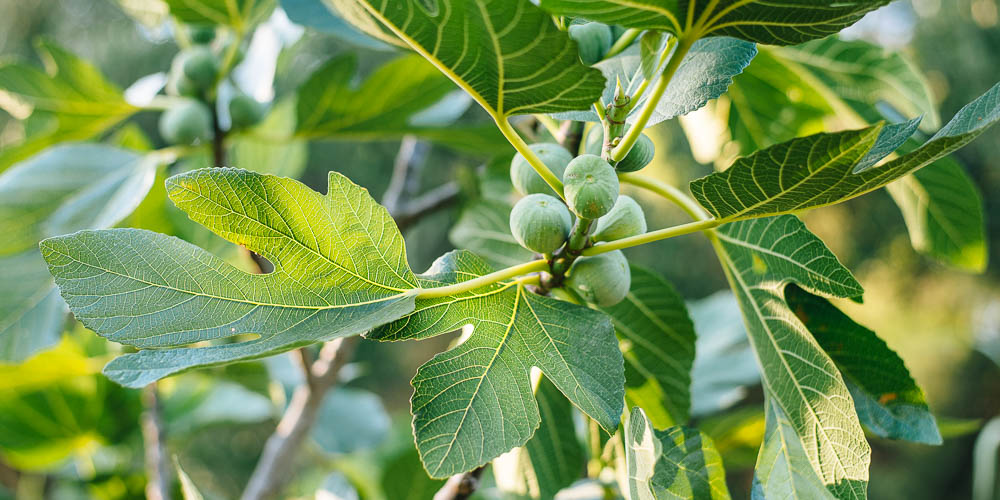 Planting and caring a fig tree in your garden: great idea for a green ...