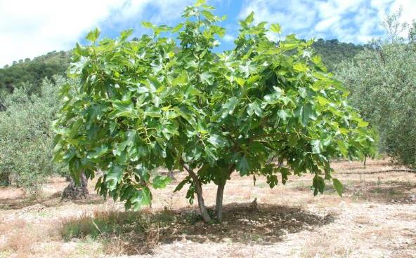 Planting and caring a fig tree in your garden: great idea for a green ...