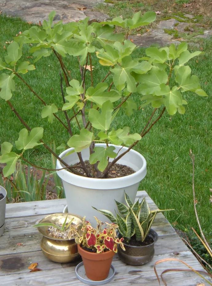 Planting and caring a fig tree in your garden: great idea for a green ...