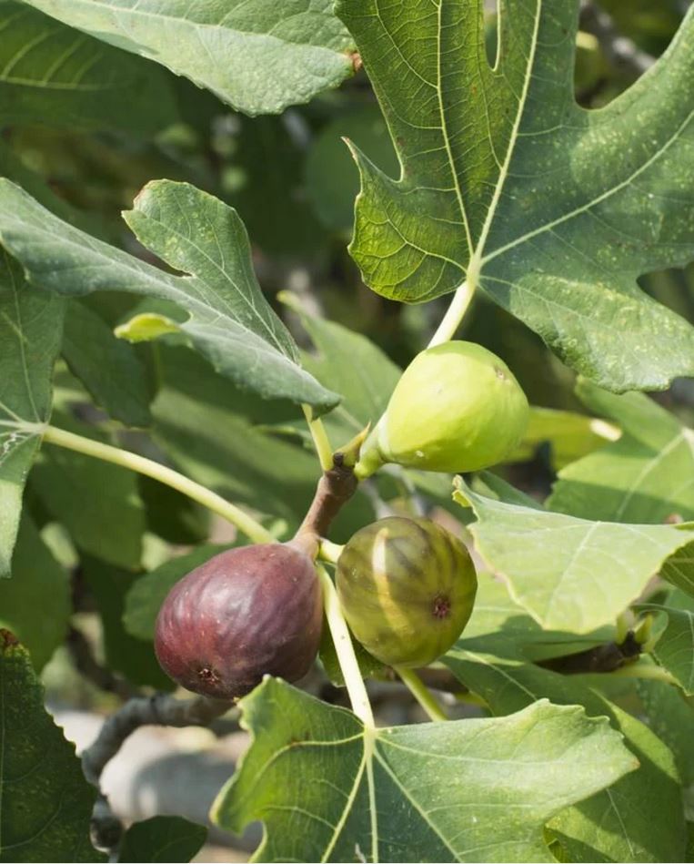 Planting and caring a fig tree in your garden: great idea for a green ...