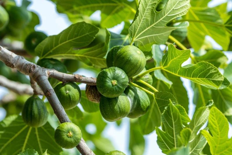 Planting and caring a fig tree in your garden: great idea for a green ...
