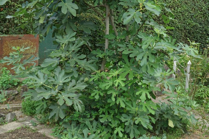Planting and caring a fig tree in your garden: great idea for a green ...
