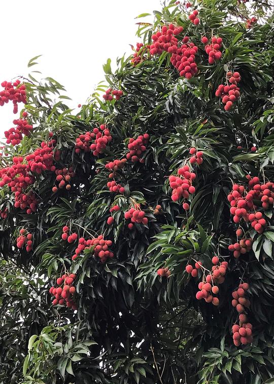 How to grow the lychee tree in a pot or your garden | My desired home