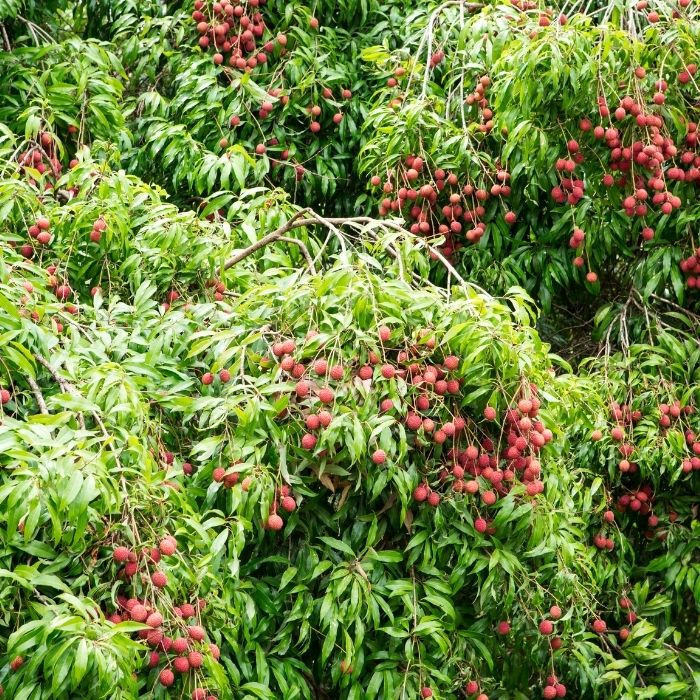 How to grow the lychee tree in a pot or your garden | My desired home