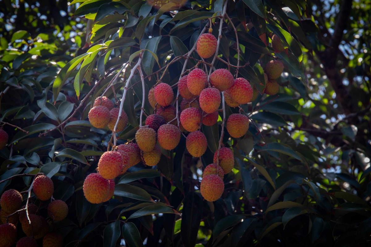 How to grow the lychee tree in a pot or your garden | My desired home