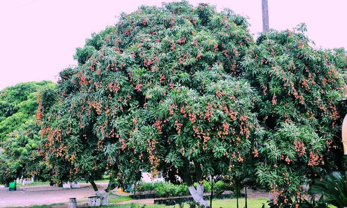 How to grow the lychee tree in a pot or your garden | My desired home
