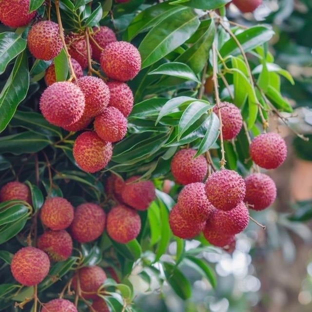 How to grow the lychee tree in a pot or your garden | My desired home