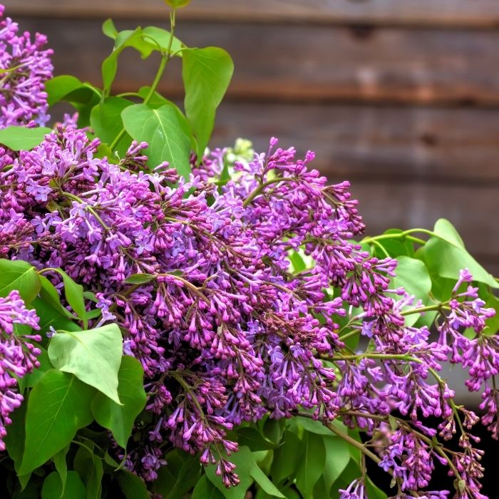 Lilacs of the south - a beautiful exotic flower for an unmistakable ...