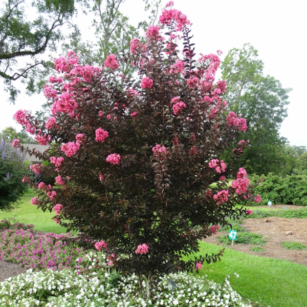 Lilacs of the south - a beautiful exotic flower for an unmistakable ...