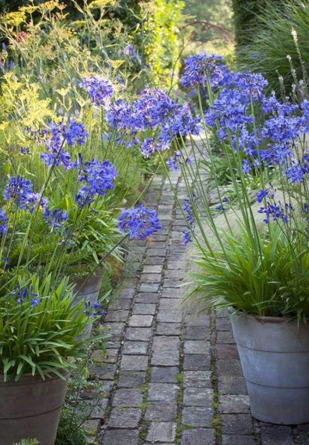 Care information and tips for grow agapanthus in your pot or garden | My desired home