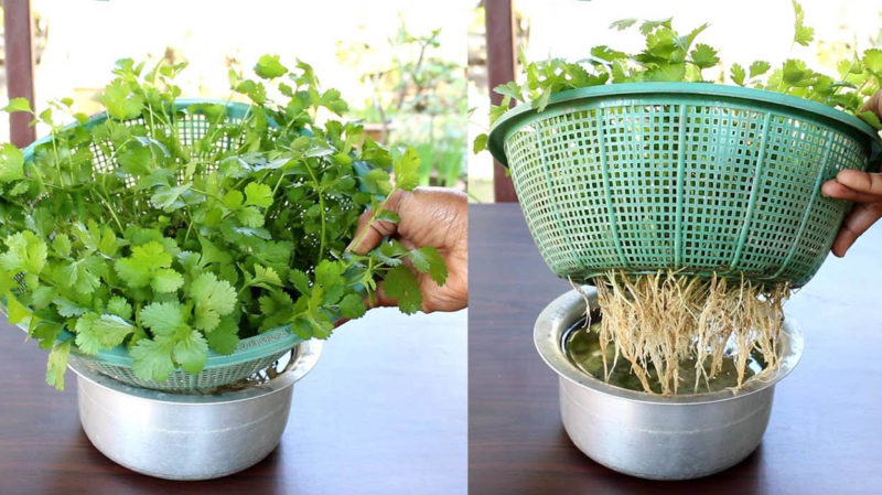 A convenient and easy method to grow cilantro at home without soil | My ...