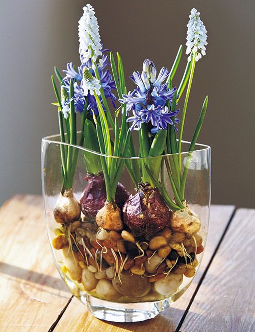 Create a fashionable spring atmosphere with flower bulb decorations in ...