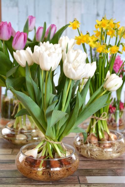 Create a fashionable spring atmosphere with flower bulb decorations in ...