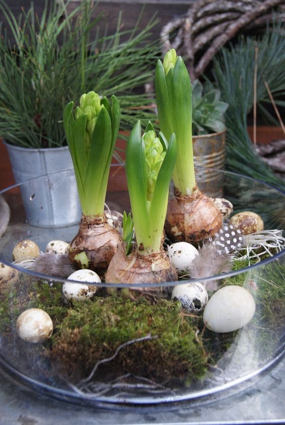Create a fashionable spring atmosphere with flower bulb decorations in ...