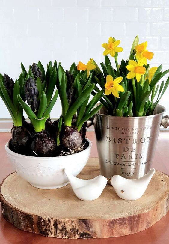 Create a fashionable spring atmosphere with flower bulb decorations in ...