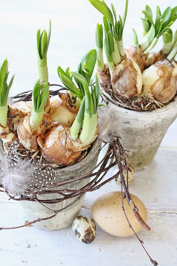 Create a fashionable spring atmosphere with flower bulb decorations in ...