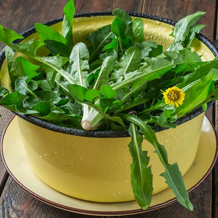 Edible wild herbs for your garden in spring that heal and revitalize ...