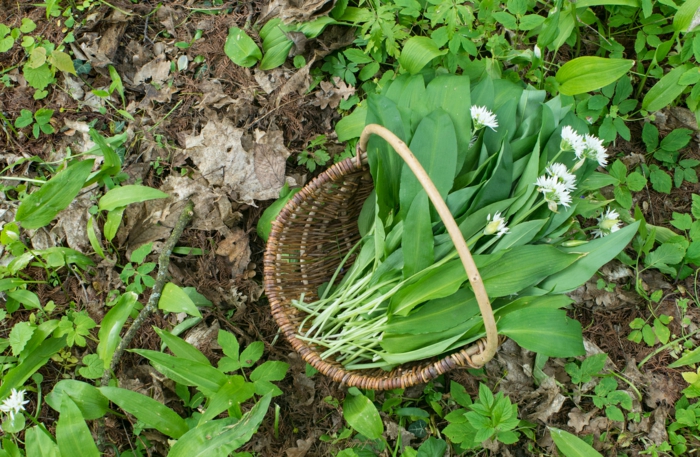 Edible wild herbs for your garden in spring that heal and revitalize ...