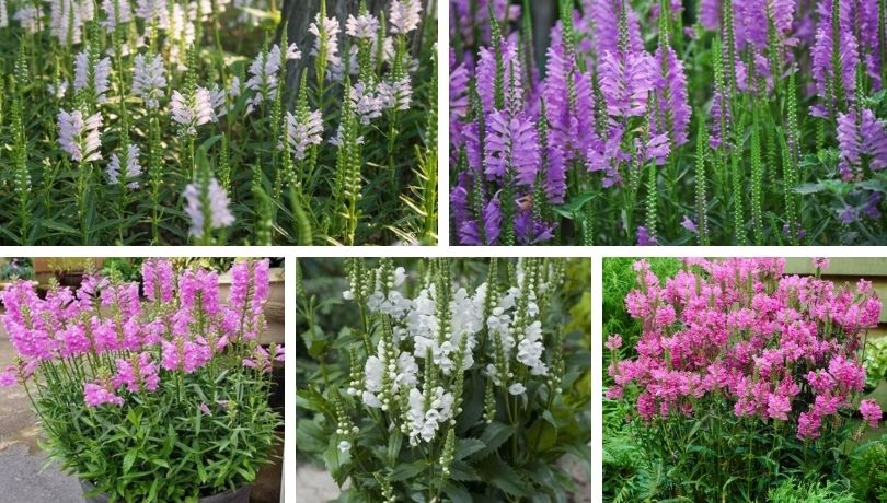 Physostegia a beautiful, delicate look flower for your pot and garden ...