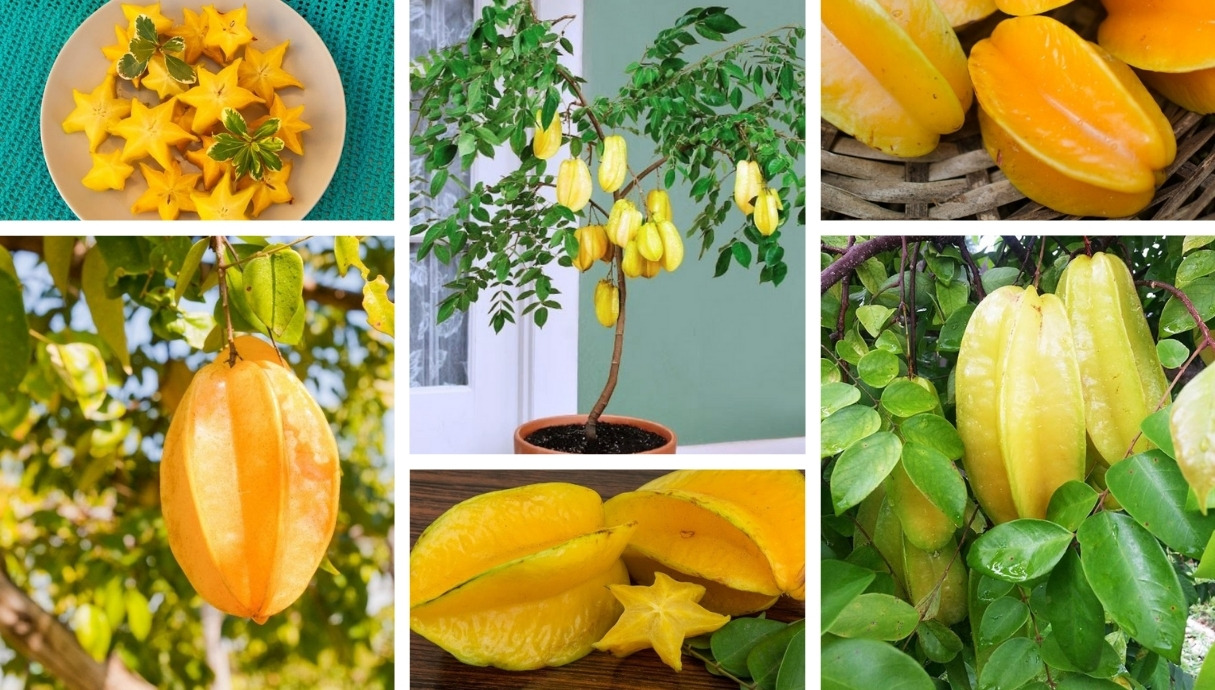 How To Grow Carambola or starfruit in a pot or in your garden | My ...