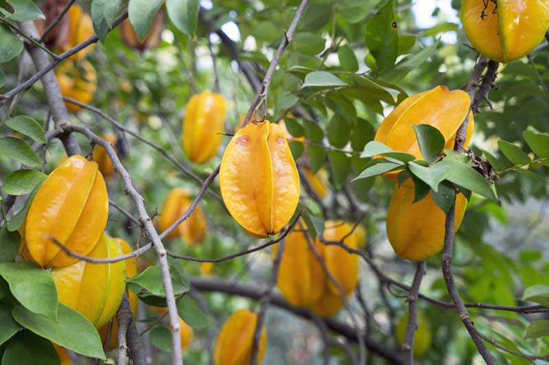 How To Grow Carambola or starfruit in a pot or in your garden | My ...