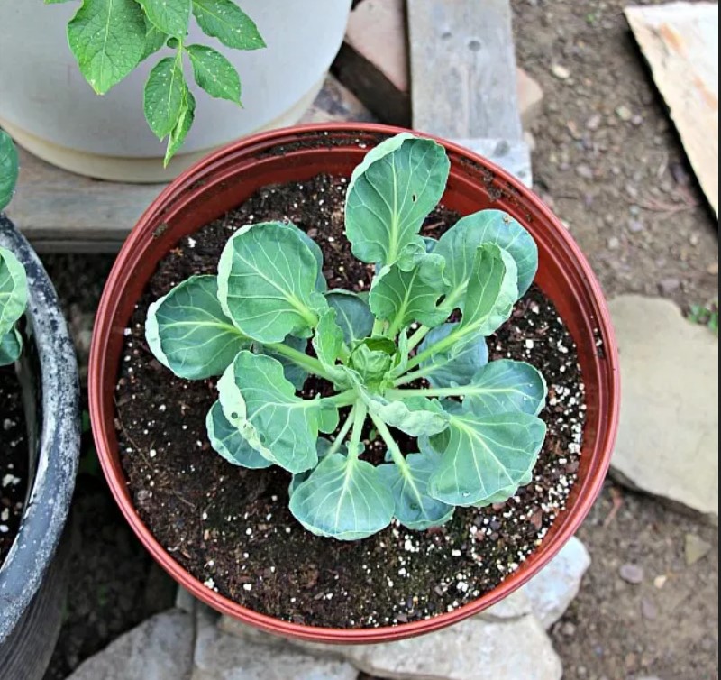 How to grow Brussels sprouts in pots and your garden | My desired home