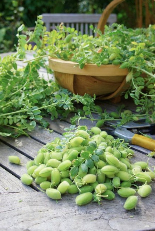 How to grow chickpeas in your garden | My desired home