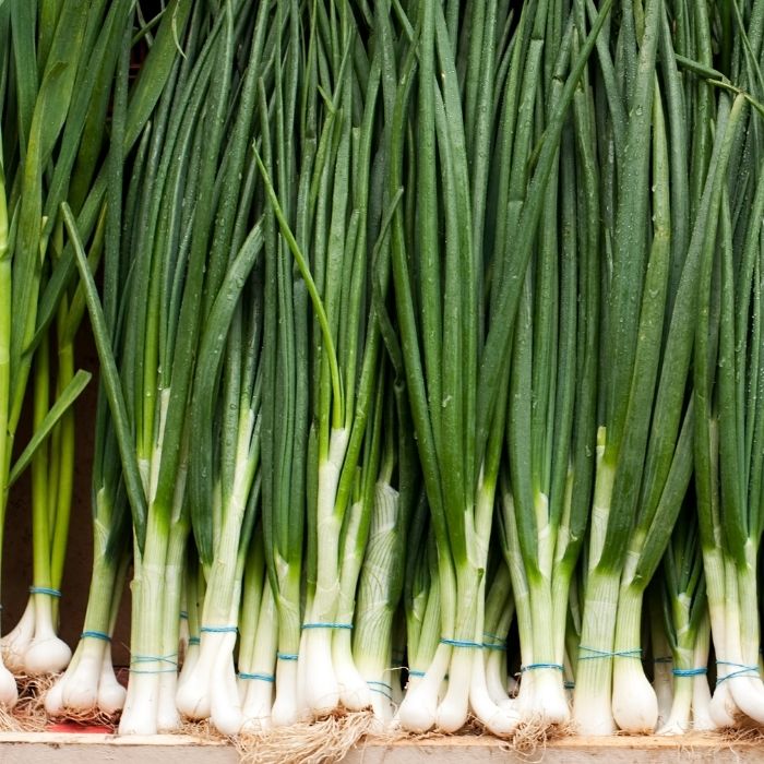 Gardening secrets: How to grow fresh green onions in your garden and ...