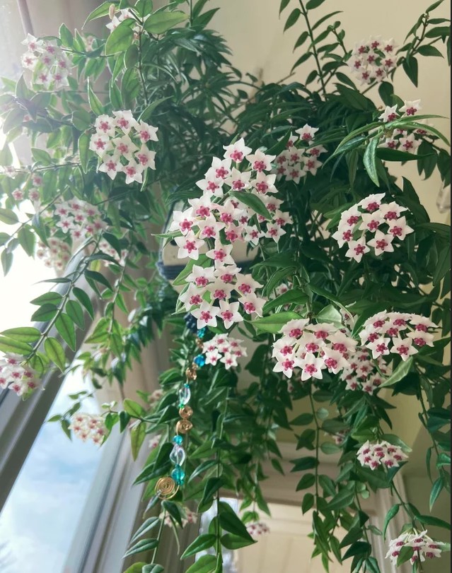 Gardening: Hoya One of the most beautiful flowering succulents in your ...