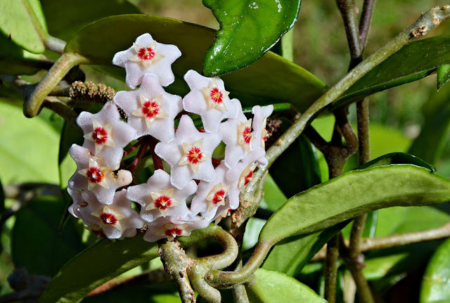 Gardening: Hoya One of the most beautiful flowering succulents in your ...