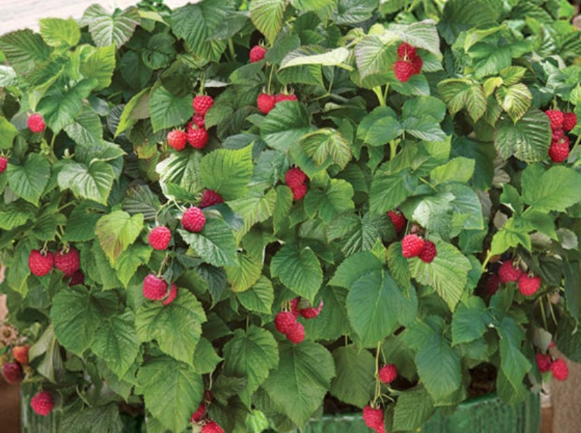 9 Simple secrets for a rich Raspberries harvest | My desired home