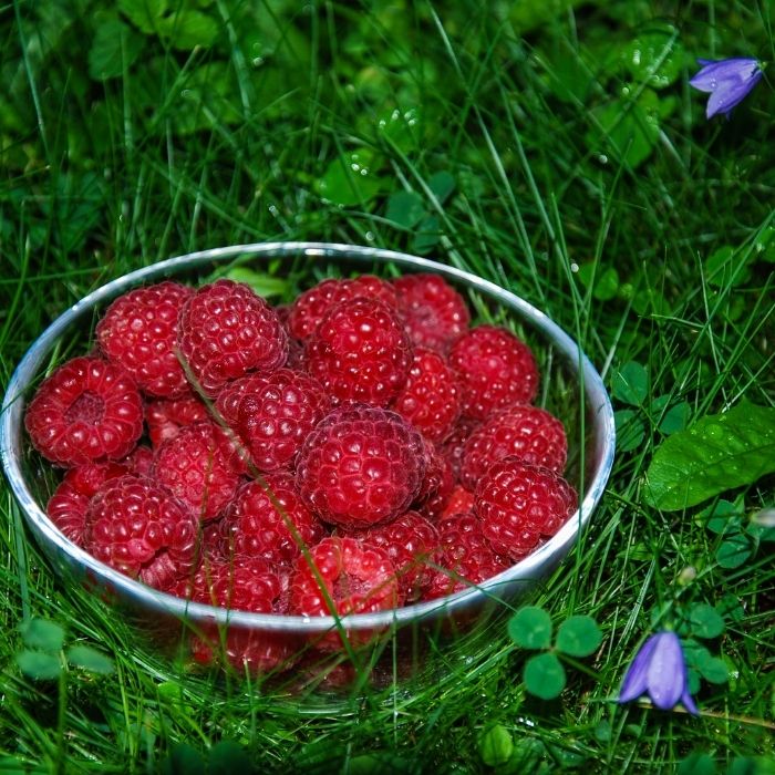 9 Simple secrets for a rich Raspberries harvest | My desired home
