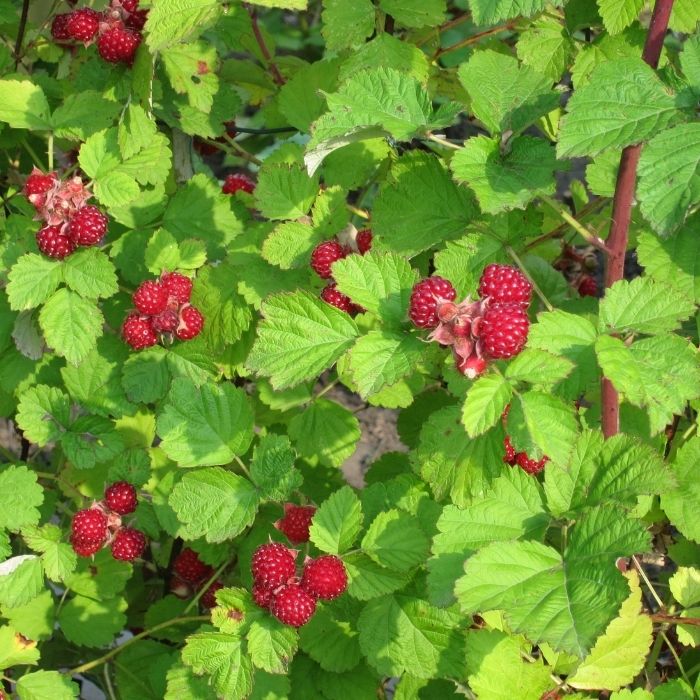 9 Simple secrets for a rich Raspberries harvest | My desired home