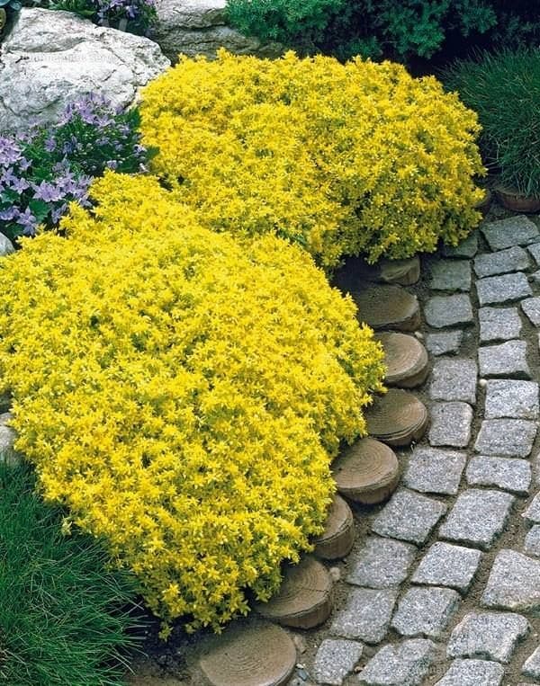20 Most beautiful ground cover flowers - great ideas for a perfect ...