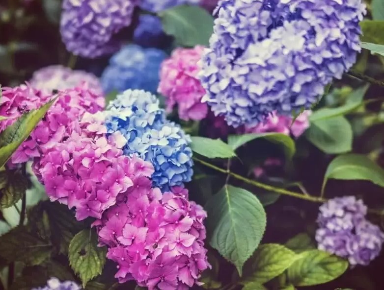 An easy way to change the color of your hydrangea to pink, blue and ...
