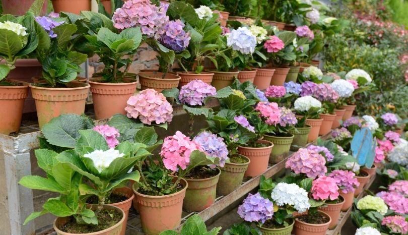 An easy way to change the color of your hydrangea to pink, blue and ...